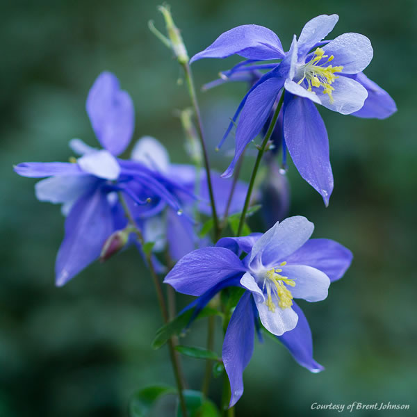Donate | Columbine Memorial